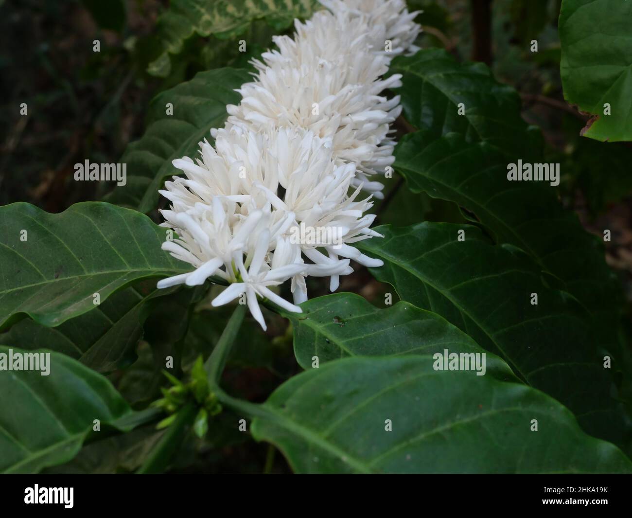 Robusta coffee blossom on tree plant with green leaf with black color ...