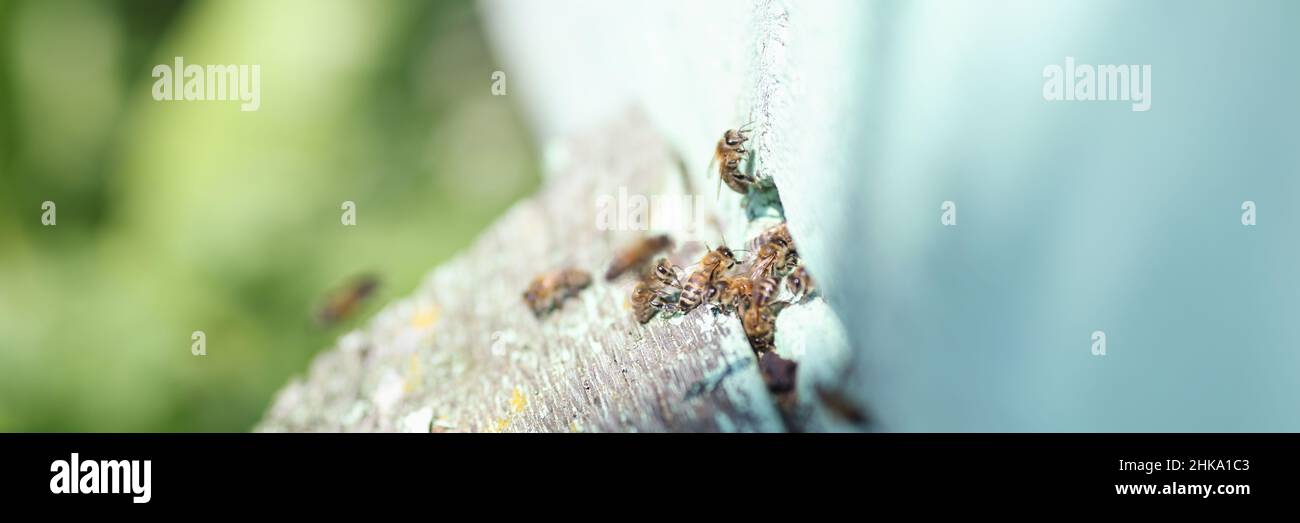 Many bees hi-res stock photography and images - Alamy