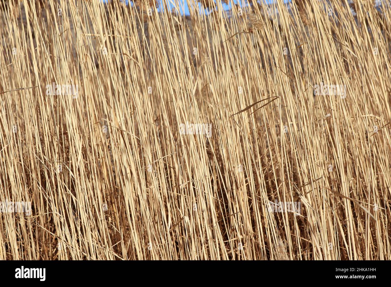 Close-up of stalks of dry grass for use as background or texture Stock ...