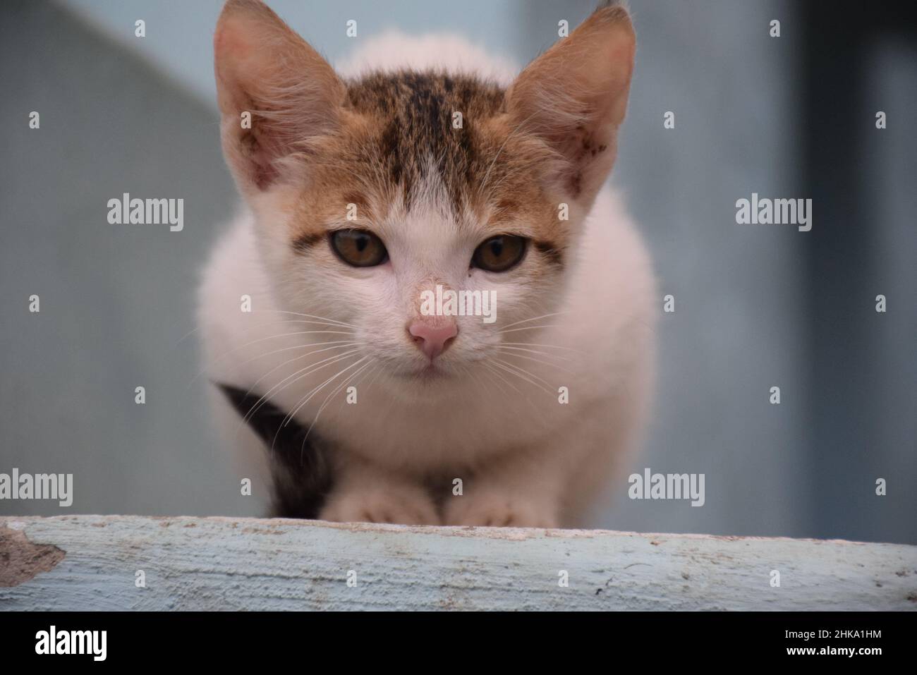 such a poser cat Stock Photo - Alamy