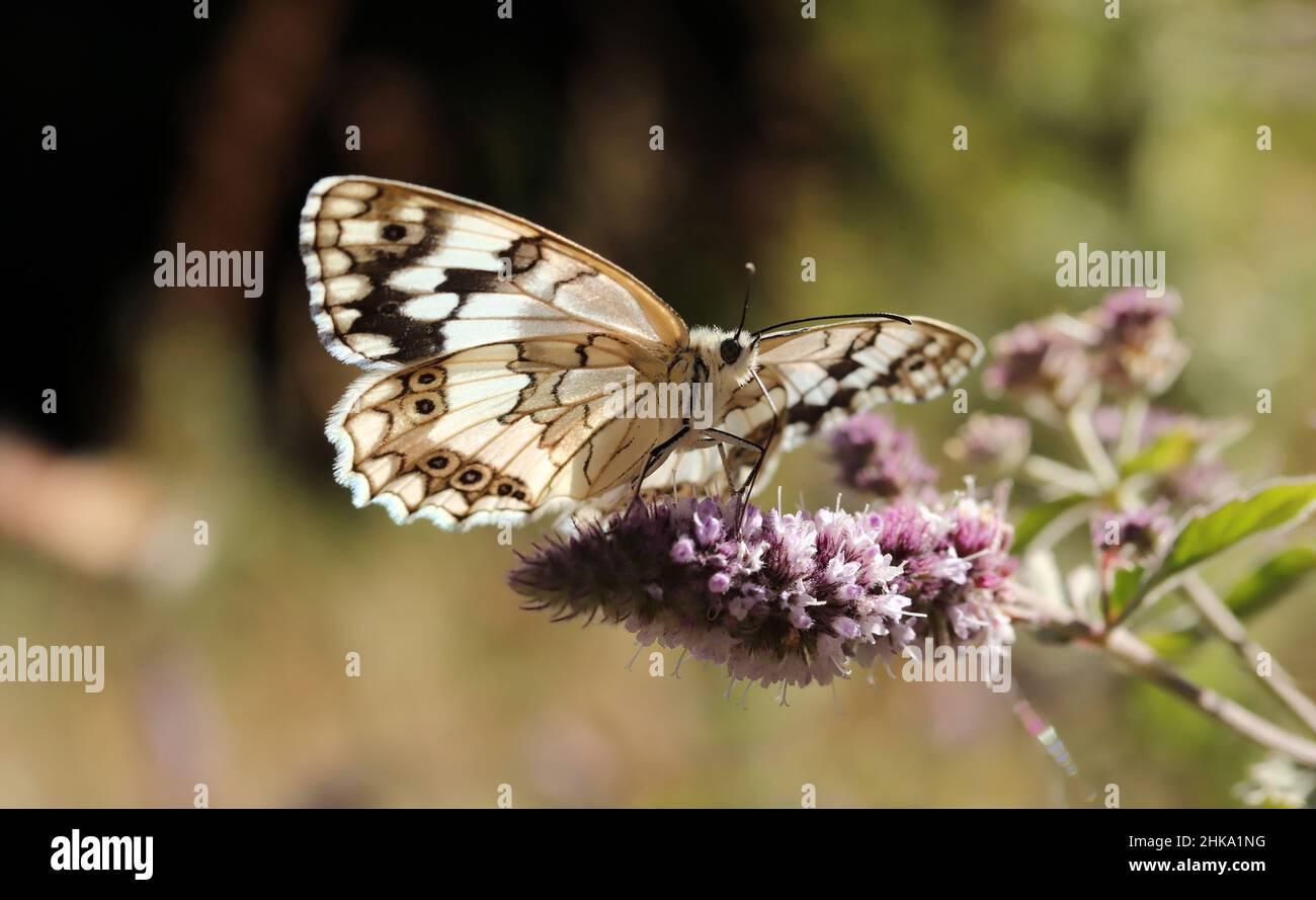 Large tree nymph butterfly on a flower Stock Photo - Alamy