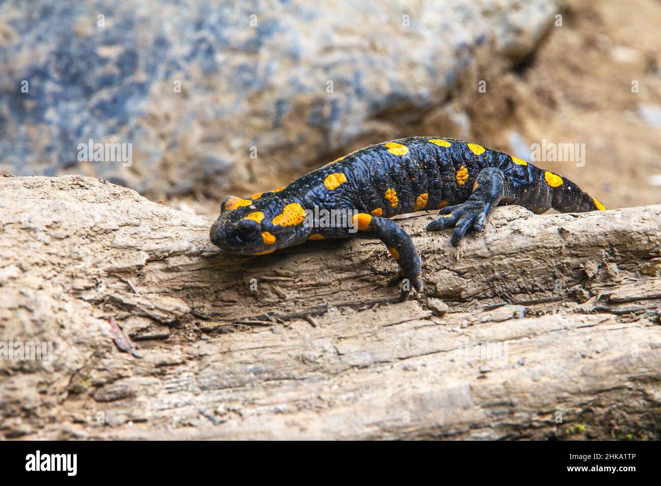 Spotted salamander climbing wood Stock Photo - Alamy