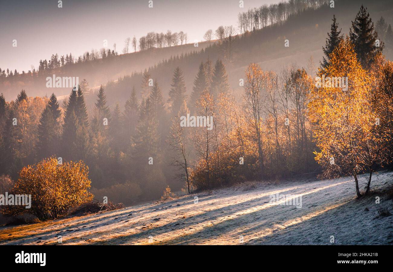 Foreground fir forest hi-res stock photography and images - Alamy