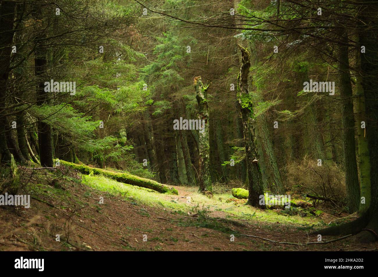 Two dead trees hi-res stock photography and images - Alamy