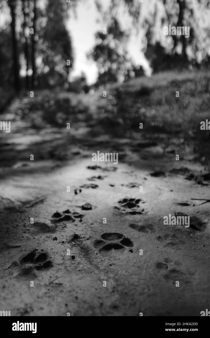 Puppy paw prints in the mud Stock Photo - Alamy