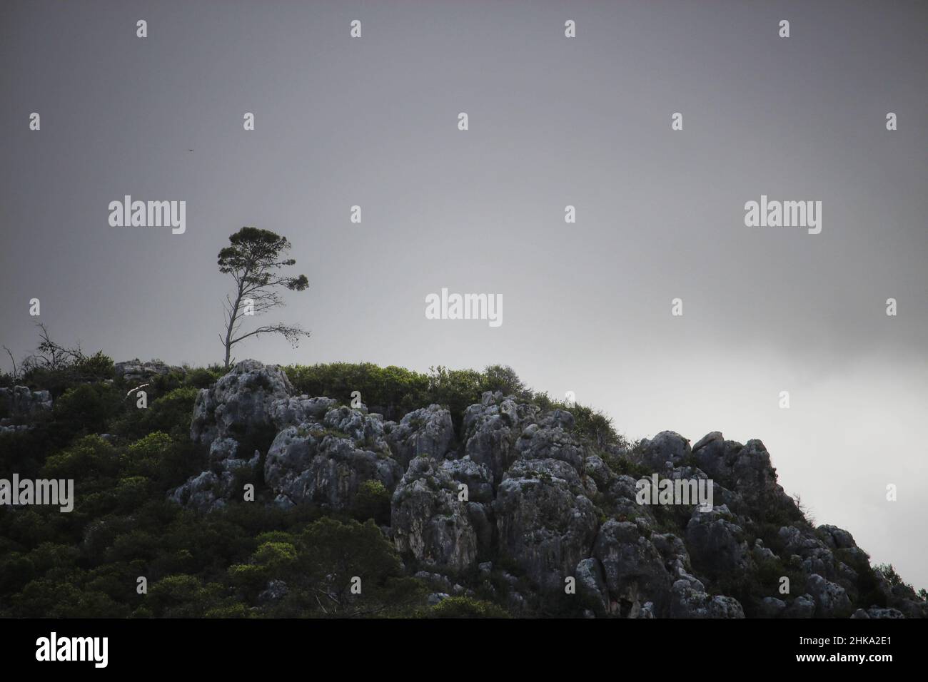 Tall bushy tree hi-res stock photography and images - Alamy