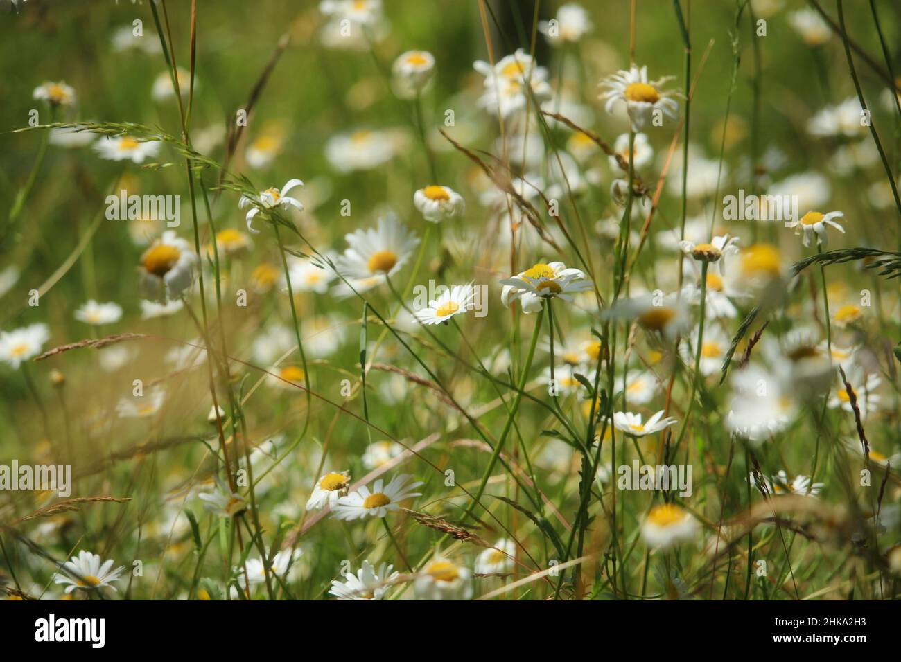 Daisies on the roadside Stock Photo - Alamy