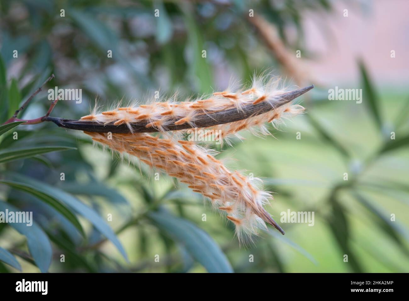 Nerium oleander fruit hi-res stock photography and images - Alamy