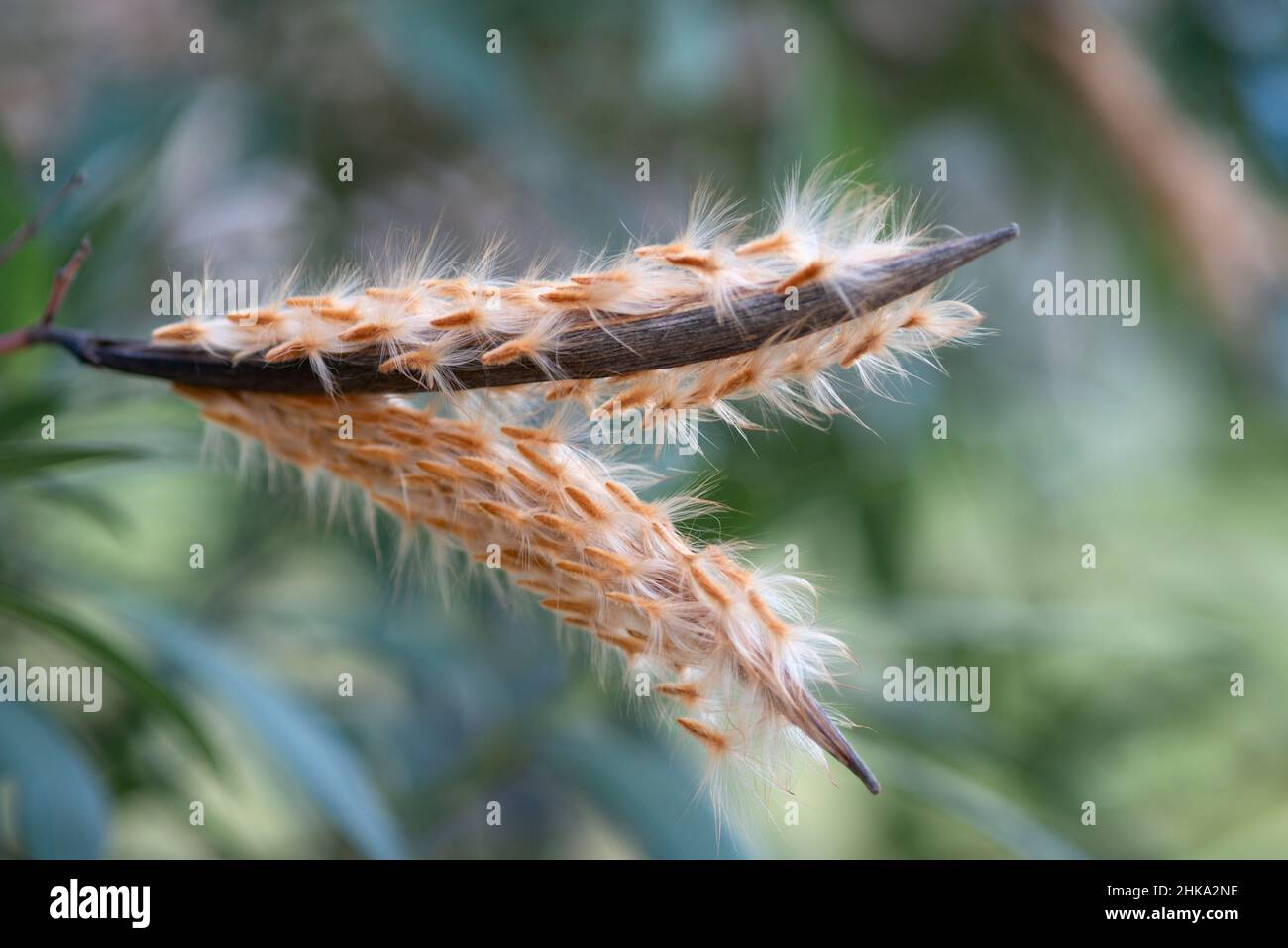 Nerium oleander fruit hi-res stock photography and images - Alamy