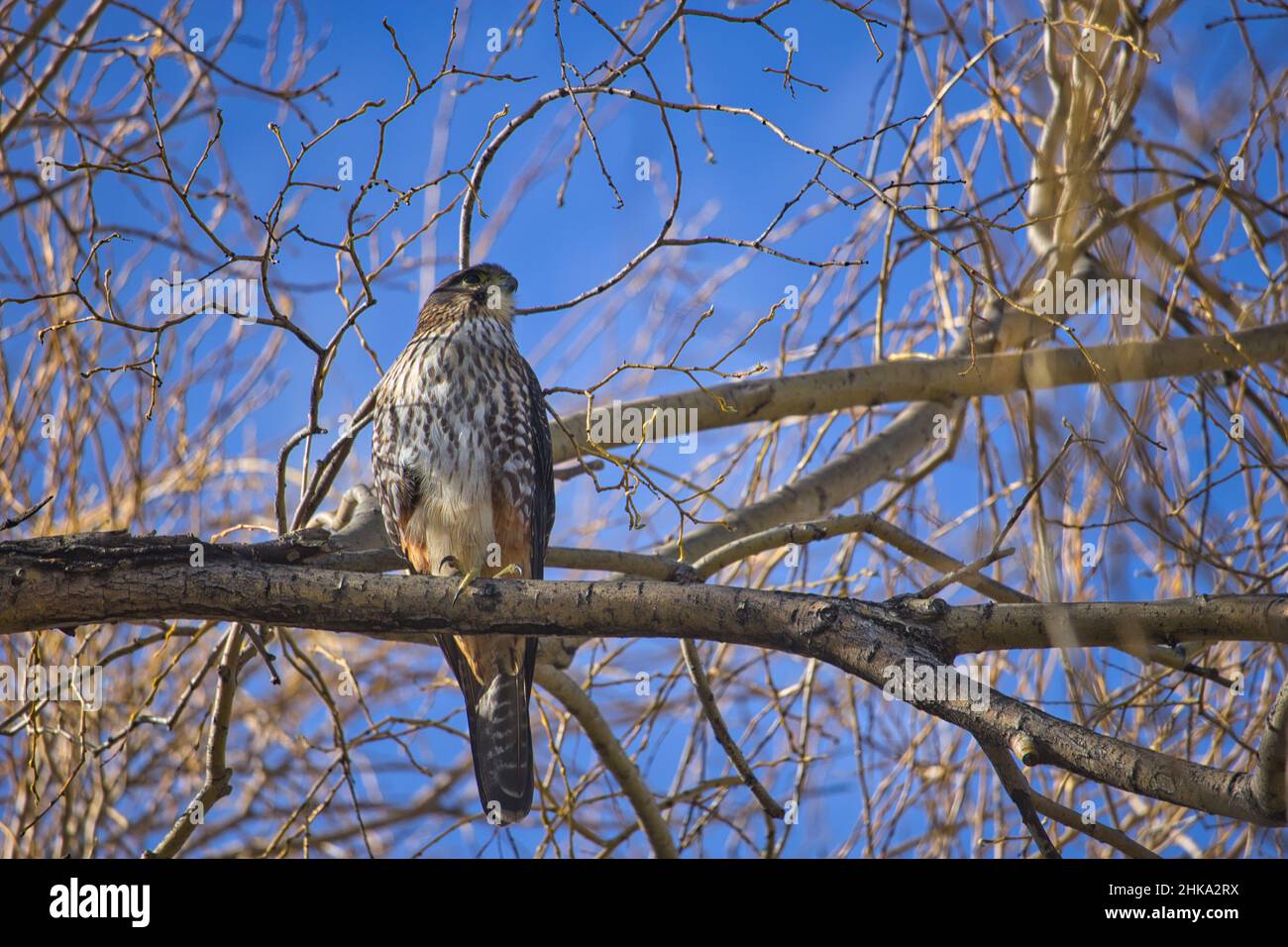 Karearea on a high branch Stock Photo - Alamy