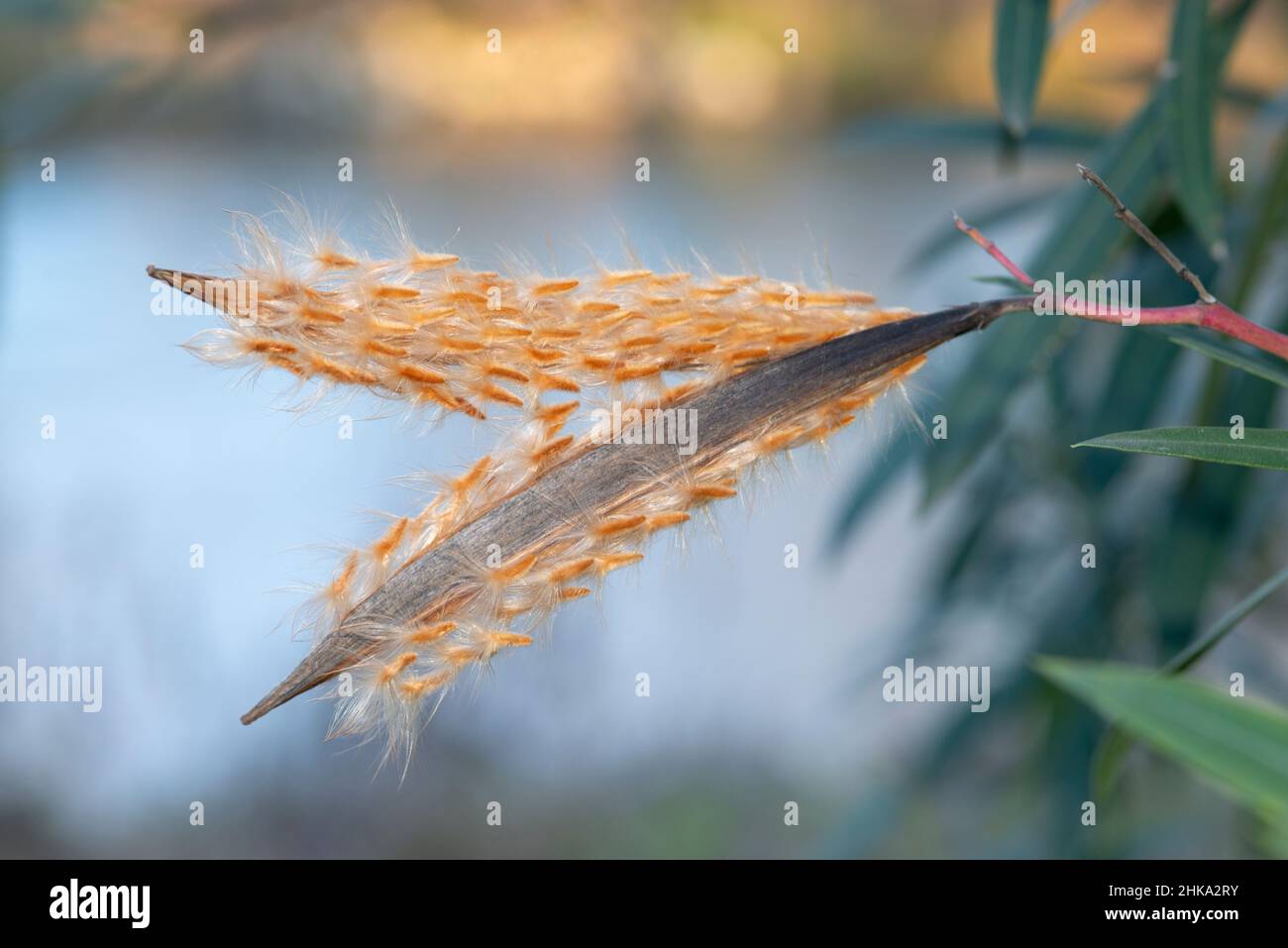 Nerium oleander fruit hi-res stock photography and images - Alamy