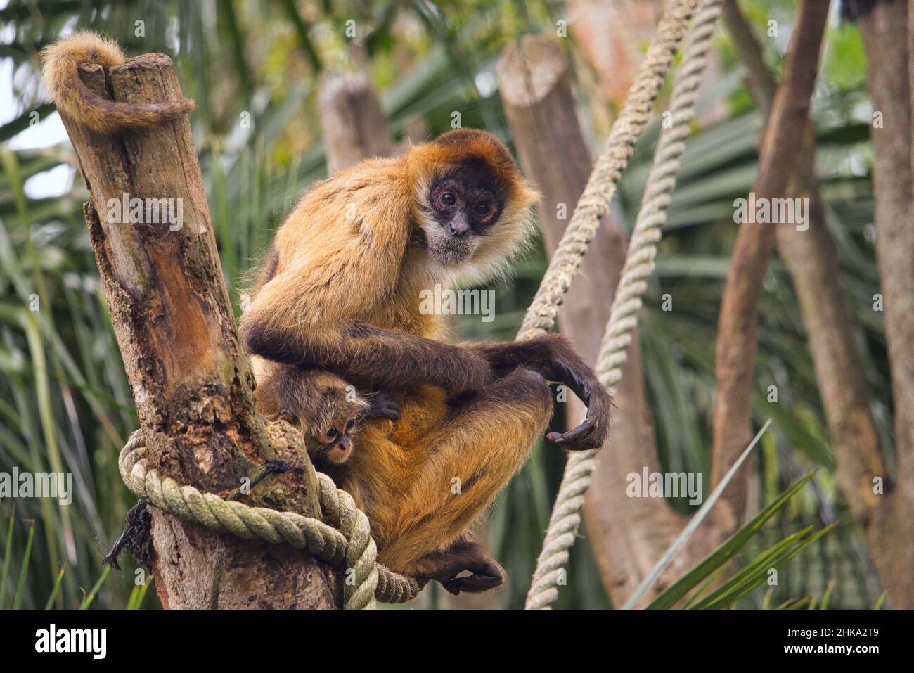 Spider Monkey at Auckland Zoo Stock Photo - Alamy