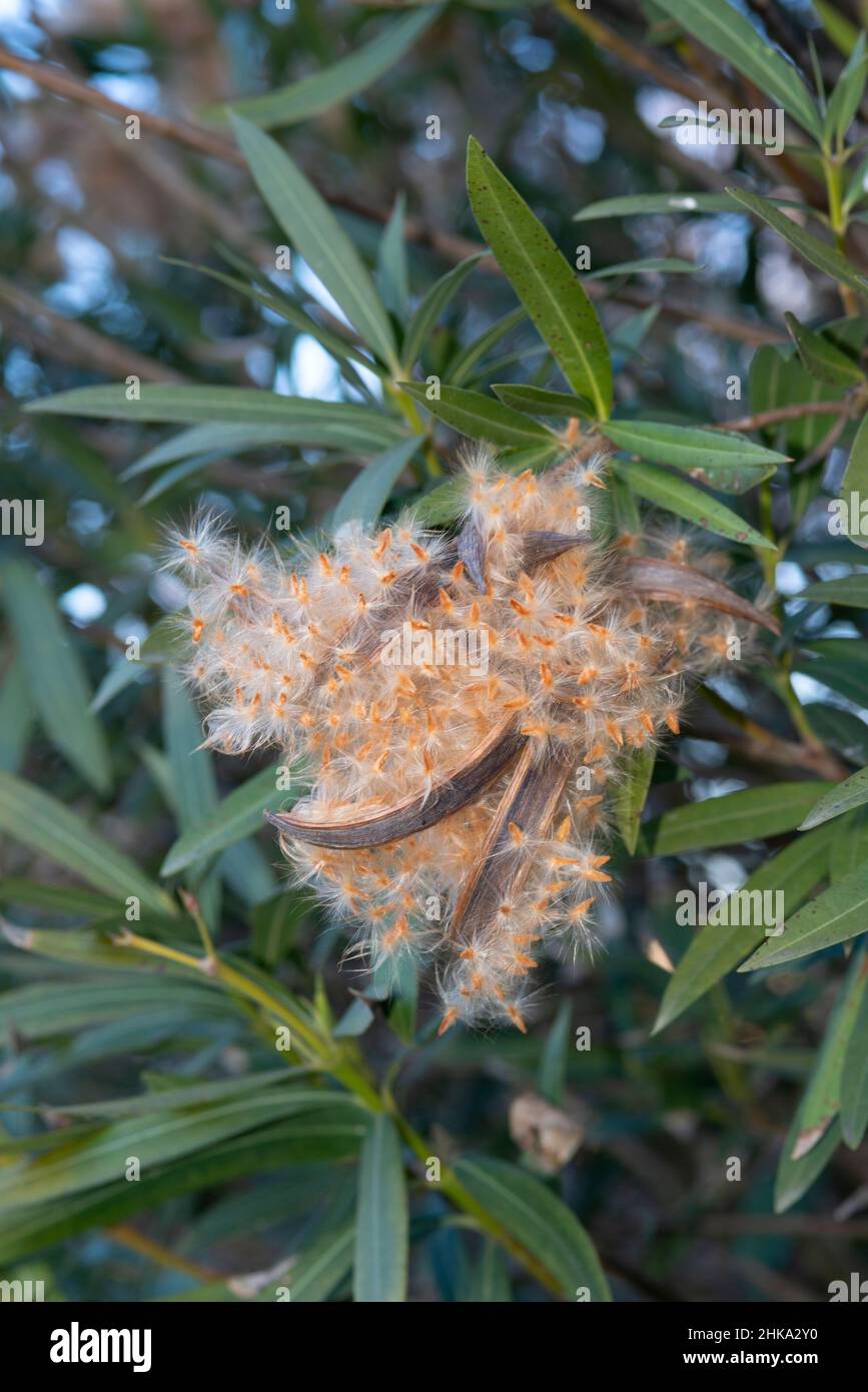 Seed Capsule of an Oleander Fruit Stock Photo - Alamy