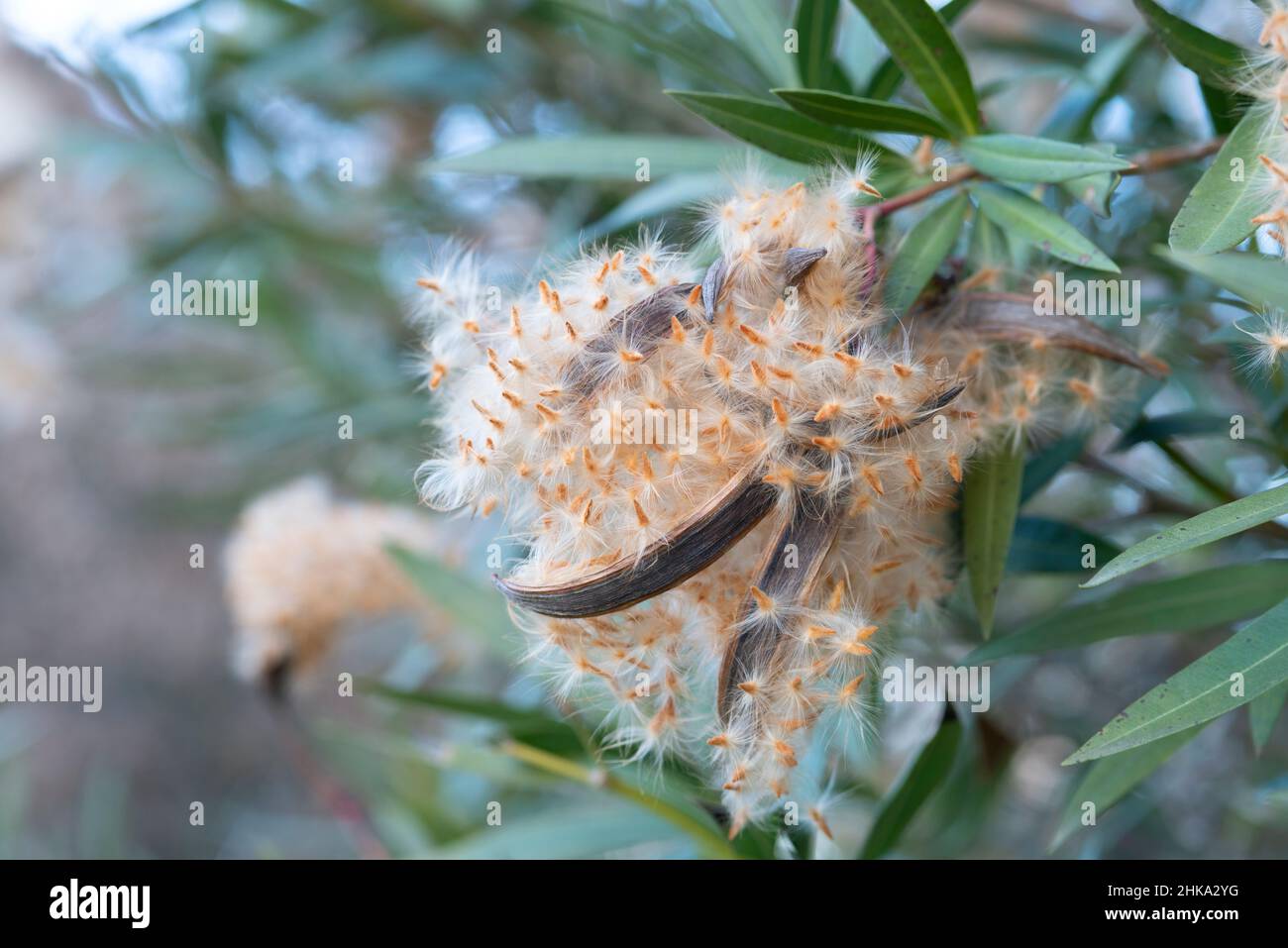 Oleander seeds hi-res stock photography and images - Alamy