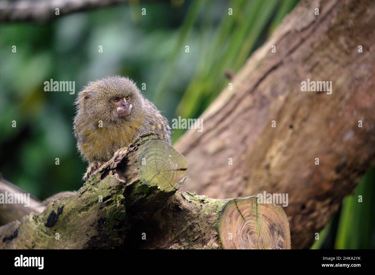 Marmoset enclosure hi-res stock photography and images - Alamy