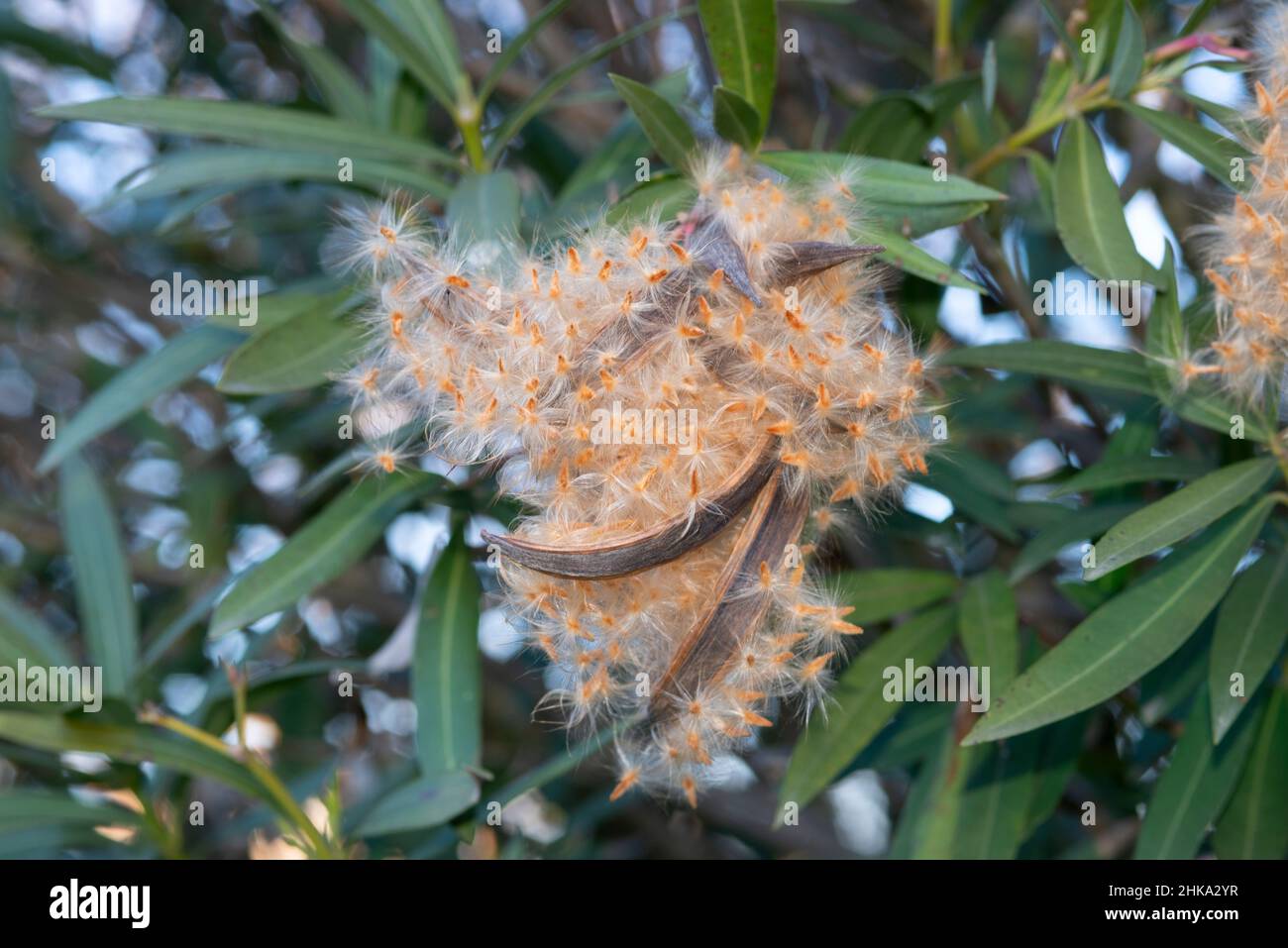 Seed Capsule of an Oleander Fruit Stock Photo - Alamy