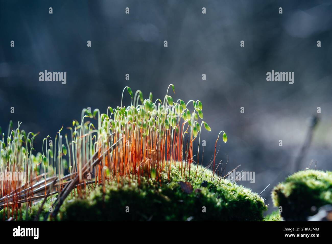 Moss spore capsule hi-res stock photography and images - Alamy