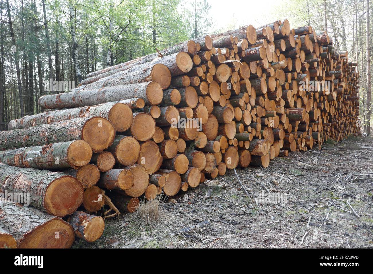 Big pile of logs in the woods Stock Photo - Alamy