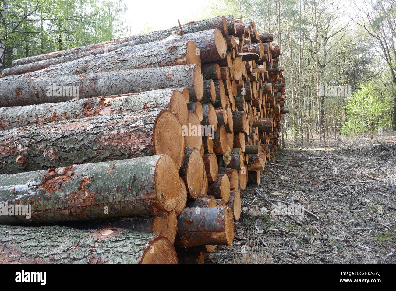Big pile of logs in the woods Stock Photo - Alamy
