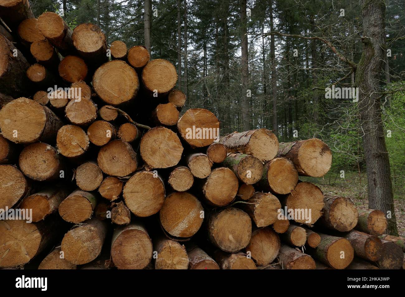 Pattern of stacked tree trunks. End of the tree trunks Stock Photo - Alamy
