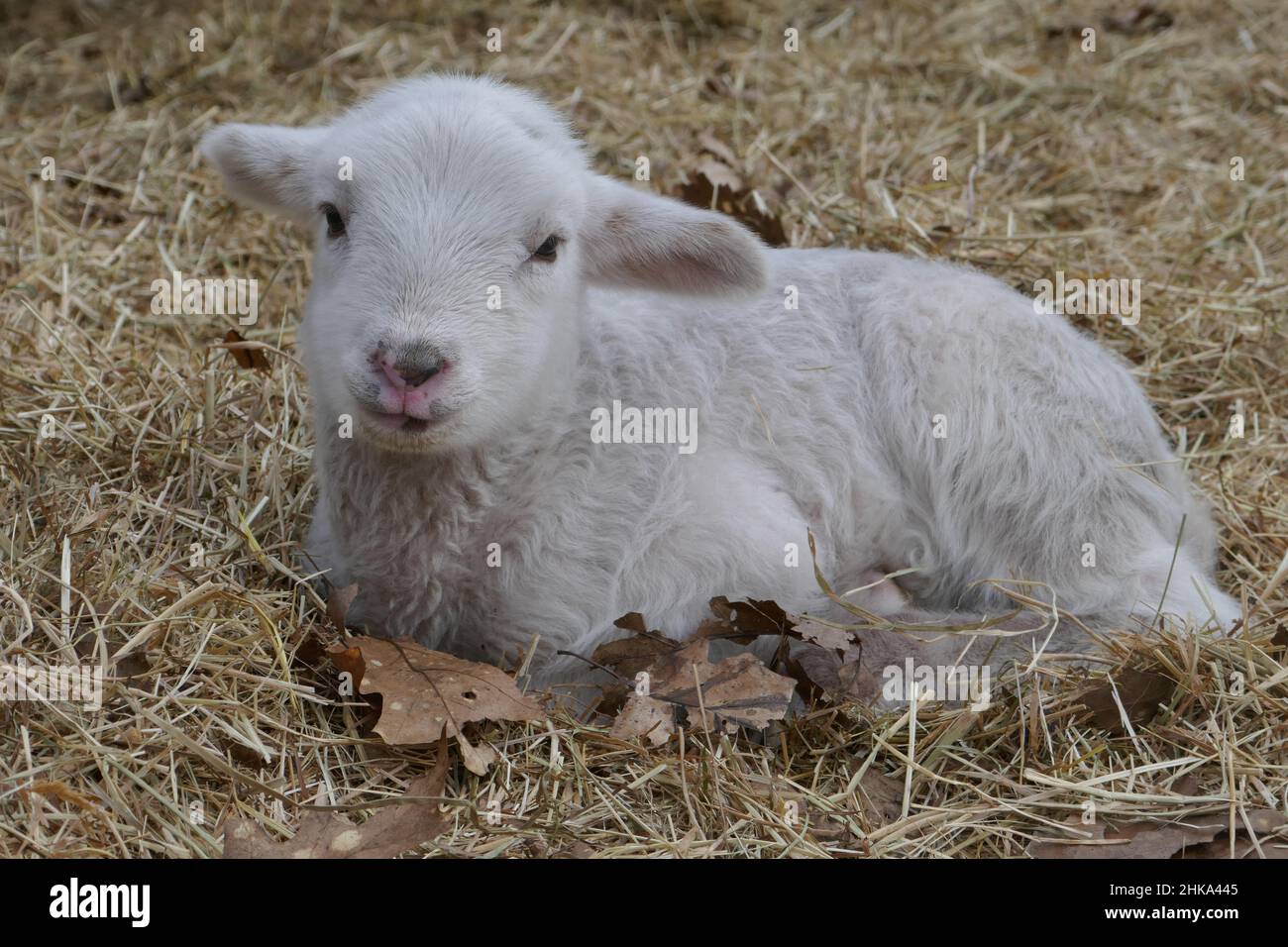 White sheep green screen hi-res stock photography and images - Alamy