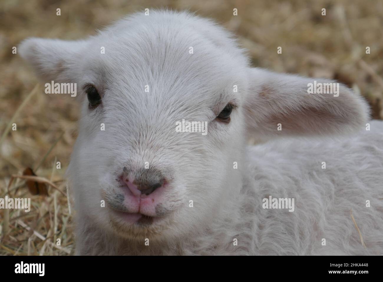 The head of a lamb looking straight into the camera Stock Photo - Alamy
