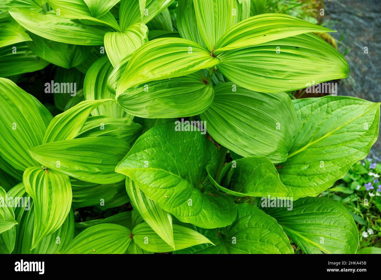 Fat textured bright green leaves by a flowing stream nature background ...
