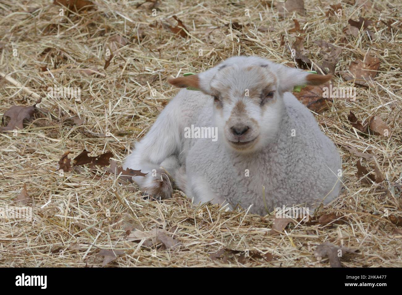 A newborn Kempische heather sheep lamb lies in the straw Stock Photo ...
