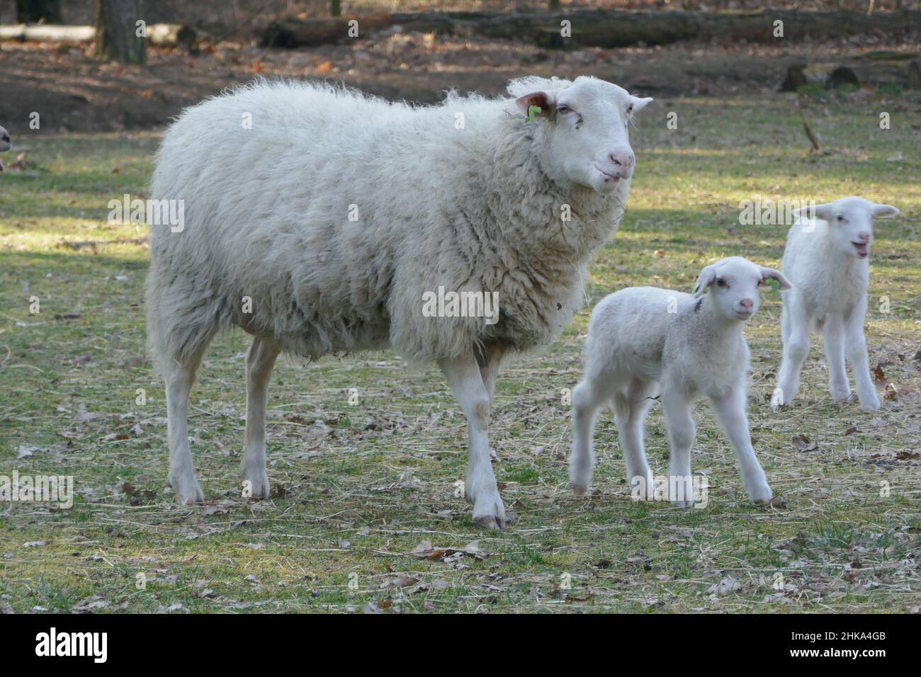 Two lambs together hi-res stock photography and images - Alamy