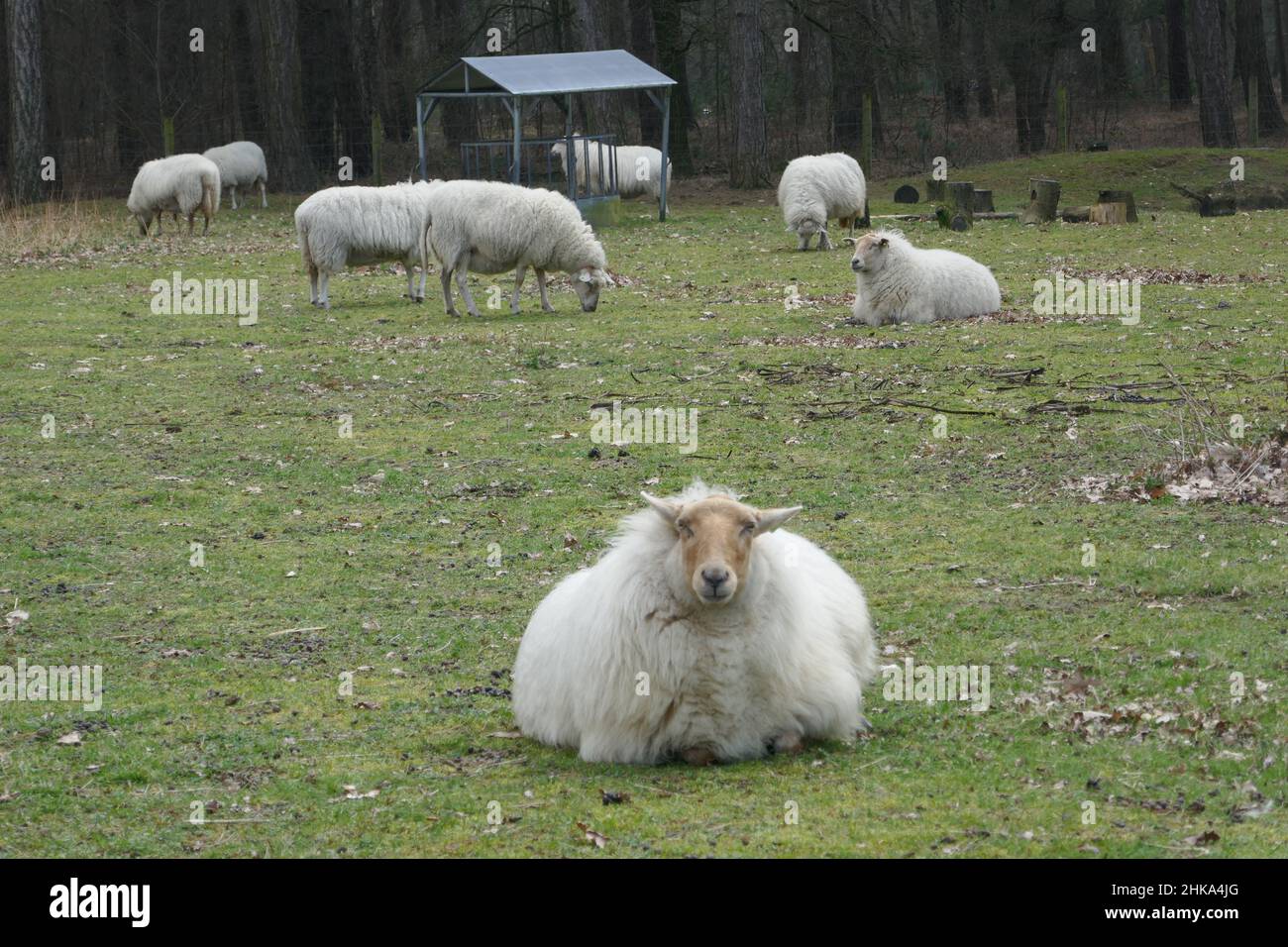 A flock of sheep in a nature reserve with a lying sheep in the ...