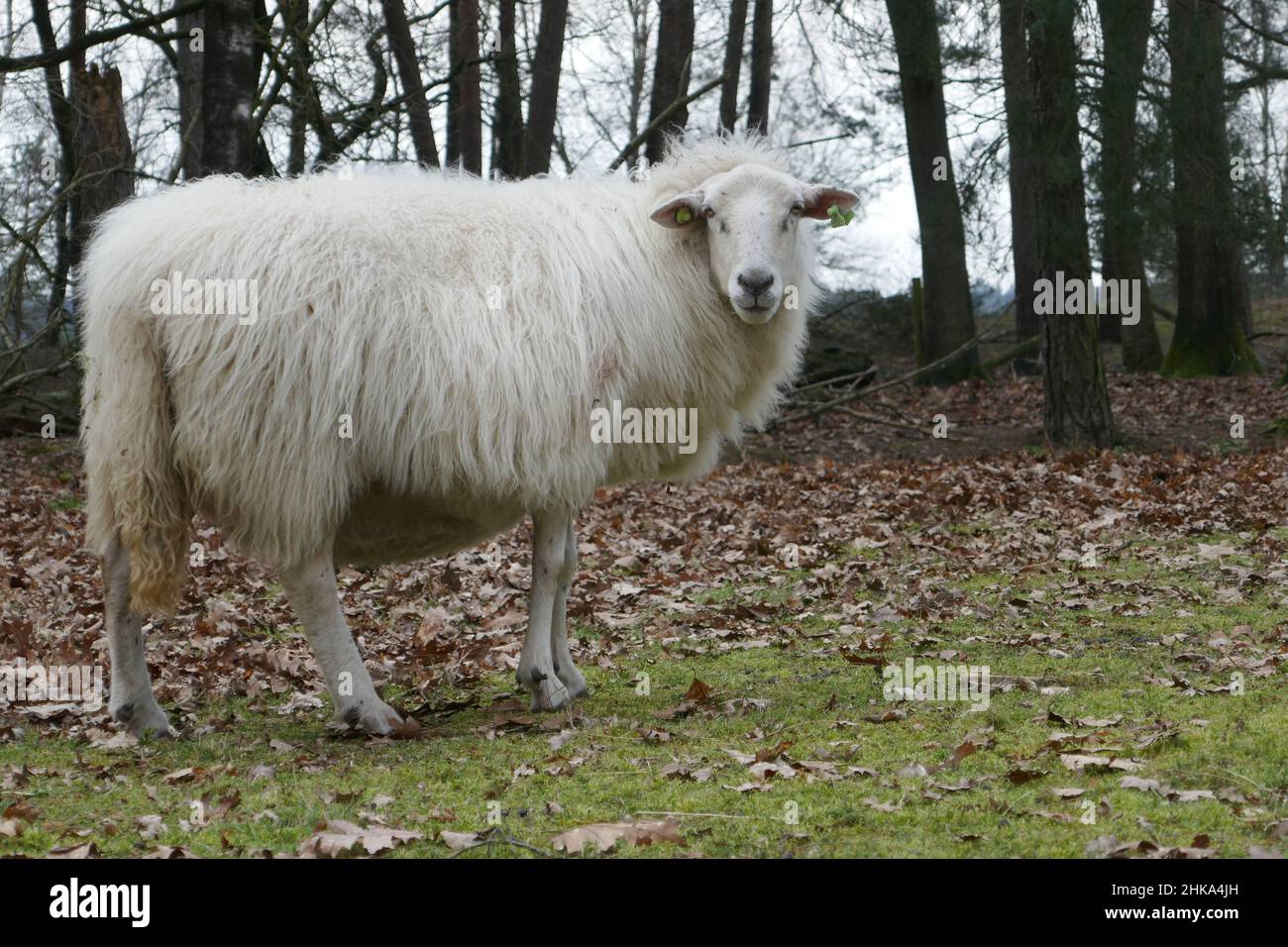 A kempische heath sheep hi-res stock photography and images - Alamy