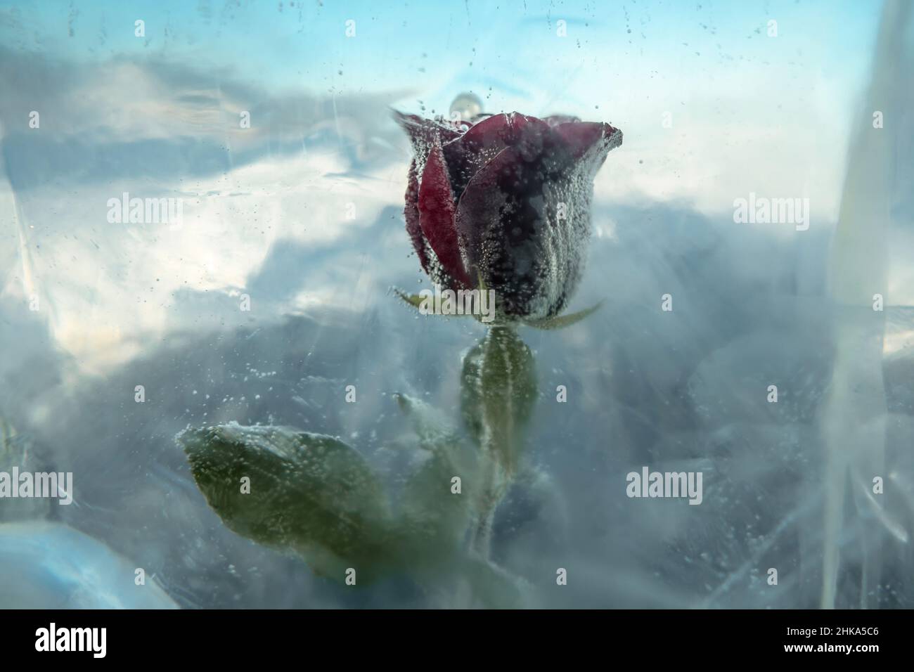 A red blooming rose with petals is frozen into a piece of ice with ...
