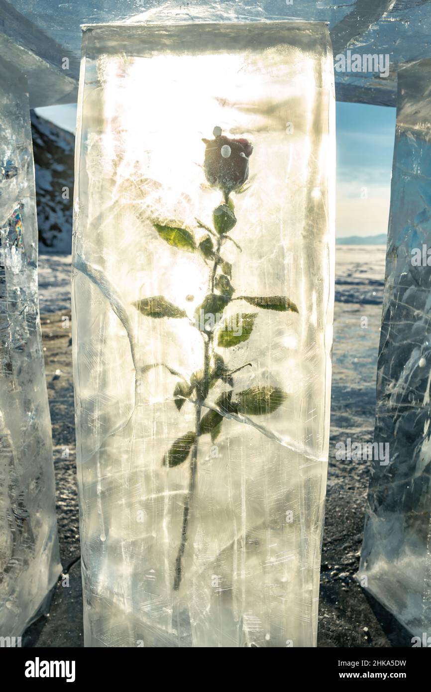 A red blooming rose with petals is frozen into a piece of ice with ...