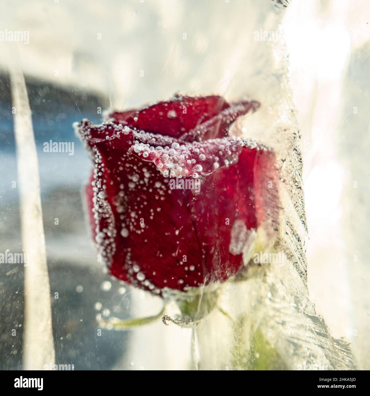 A red blooming rose with petals is frozen into a piece of ice with ...
