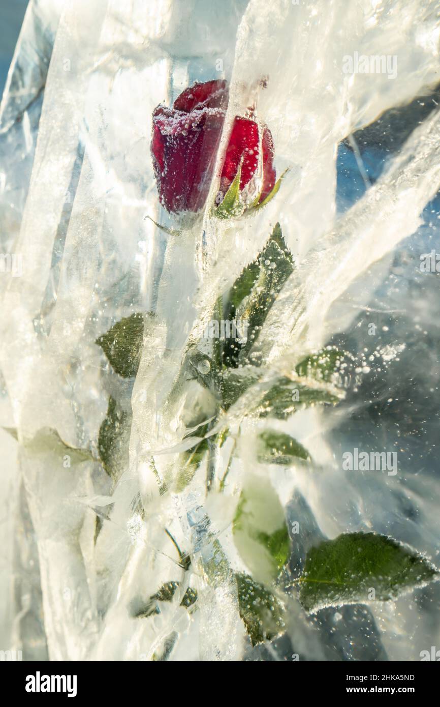 A red blooming rose with petals is frozen into a piece of ice with ...