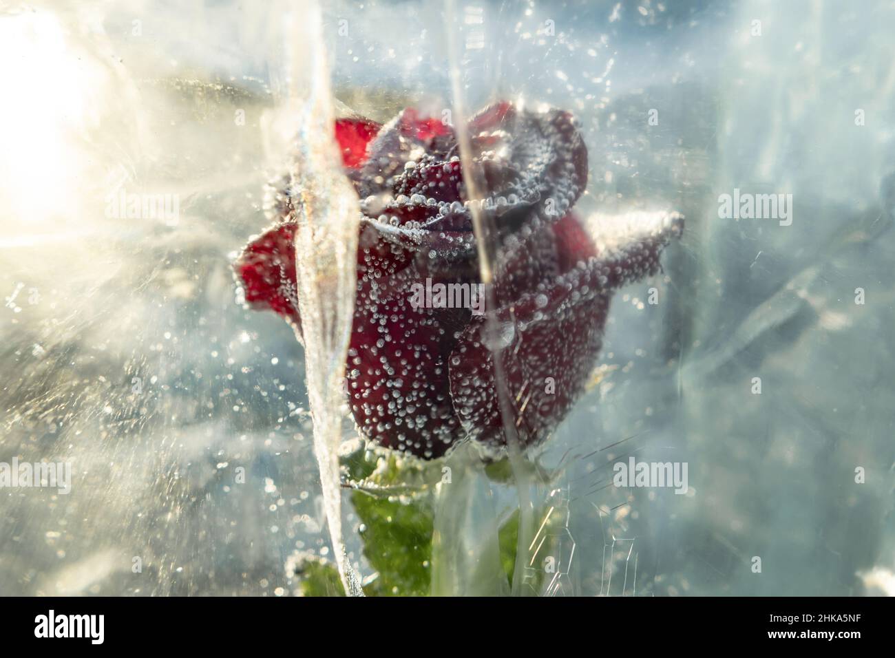 A red blooming rose with petals is frozen into a piece of ice with ...