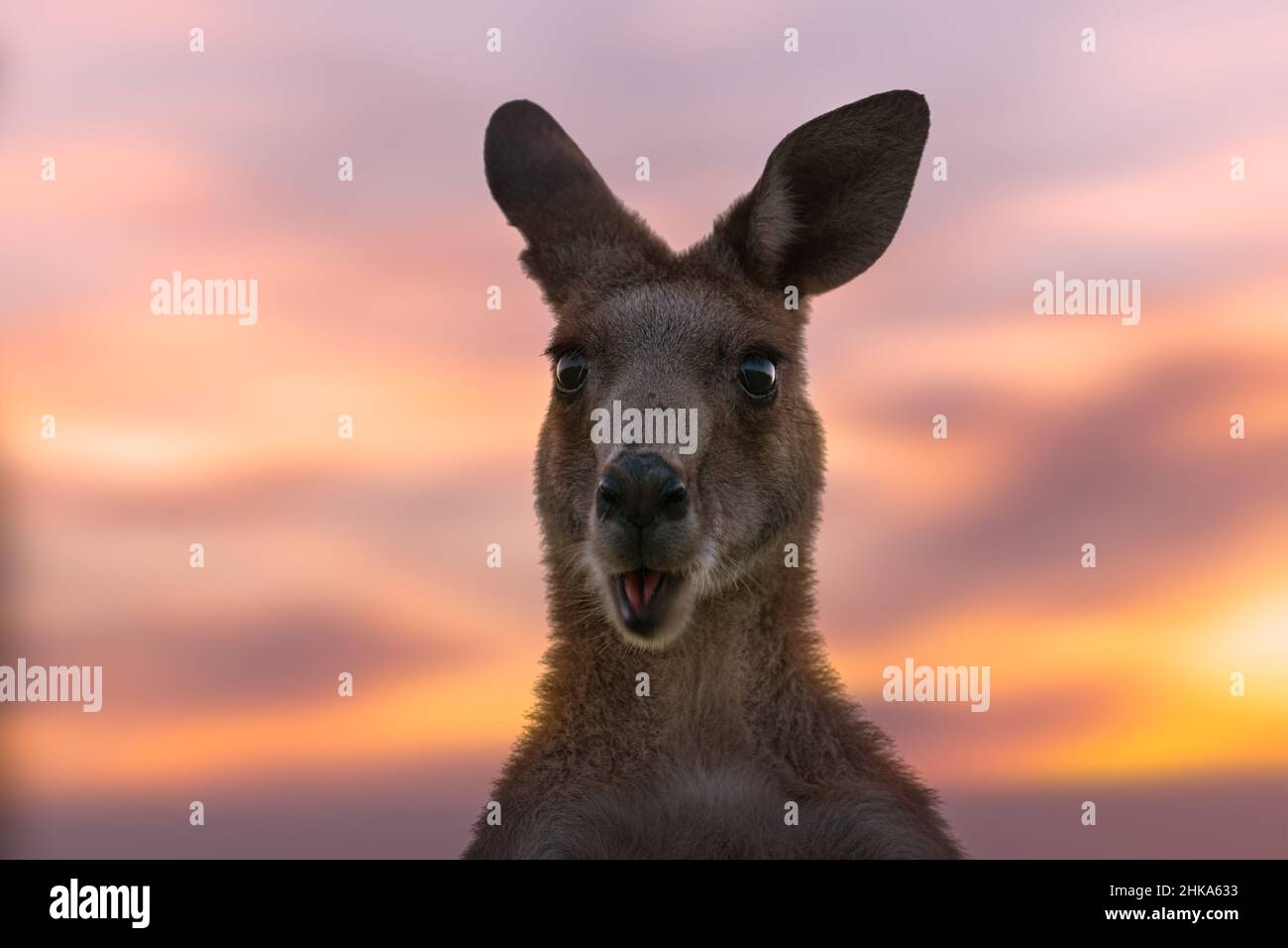 Kangaroo ears hi-res stock photography and images - Alamy
