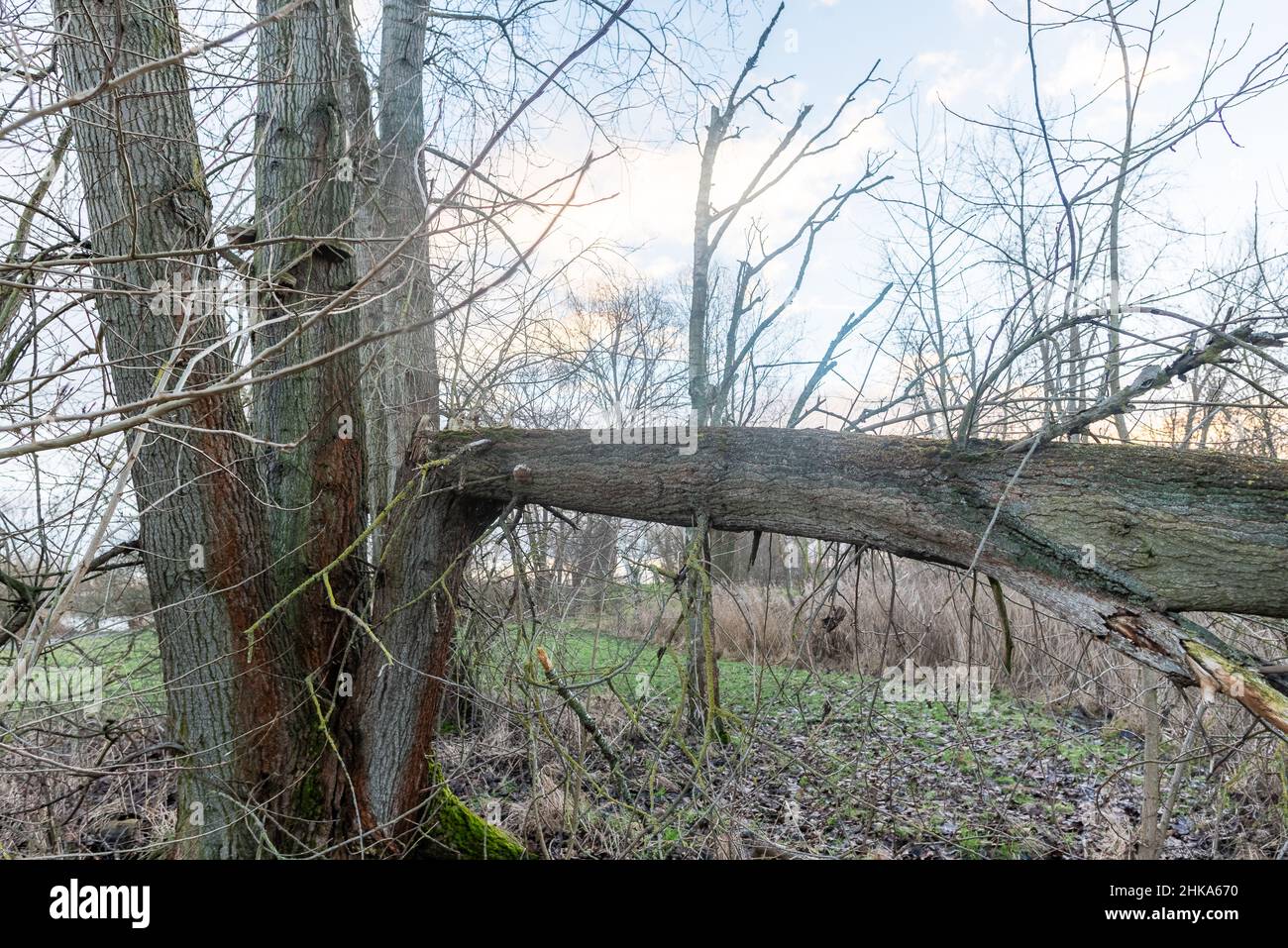 Problem tree hi-res stock photography and images - Alamy