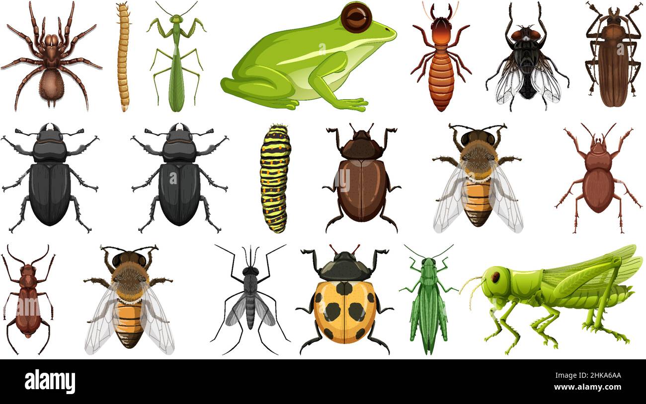 Different insects collection isolated on white background illustration ...