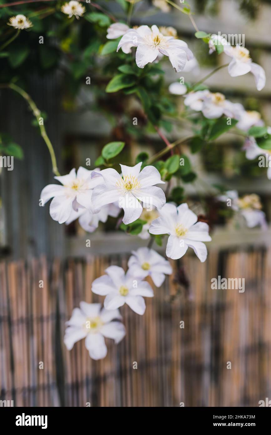 Climbing clematis lattice hi-res stock photography and images - Alamy