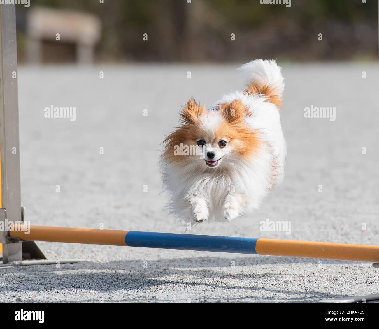 Beautiful Papillon dog jumps over an agility hurdle Stock Photo - Alamy