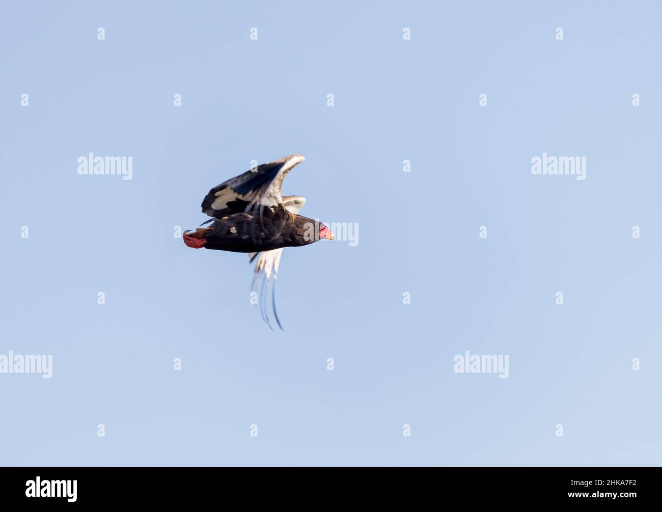 Bateleur eagle flying hi-res stock photography and images - Alamy