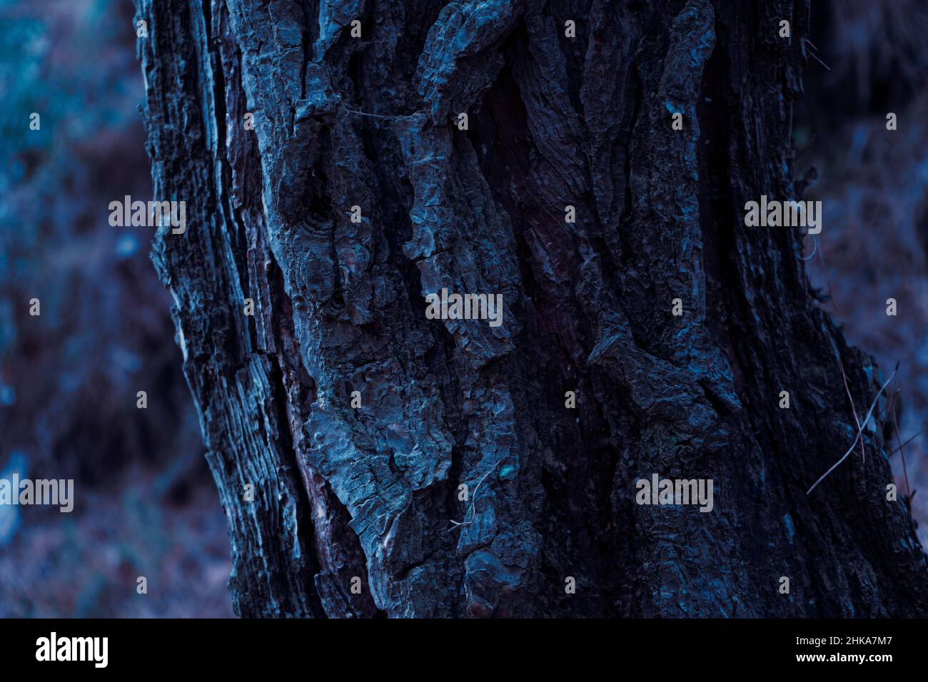 Wooden tree trunk art hi-res stock photography and images - Alamy