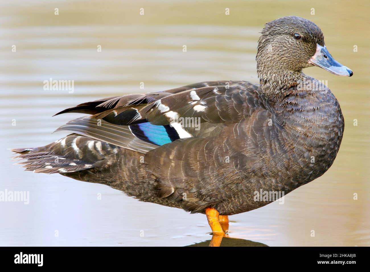 African Black Duck, Kruger National Park Stock Photo - Alamy