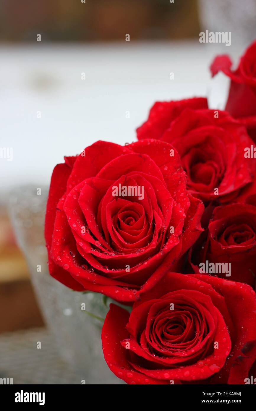 Beautiful bouquet of fresh roses in full bloom as a gift for someone ...