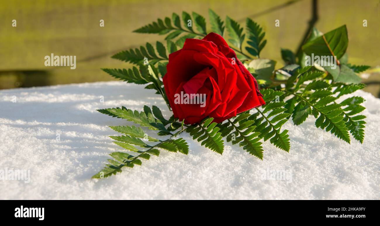 red rose in snow Stock Photo - Alamy
