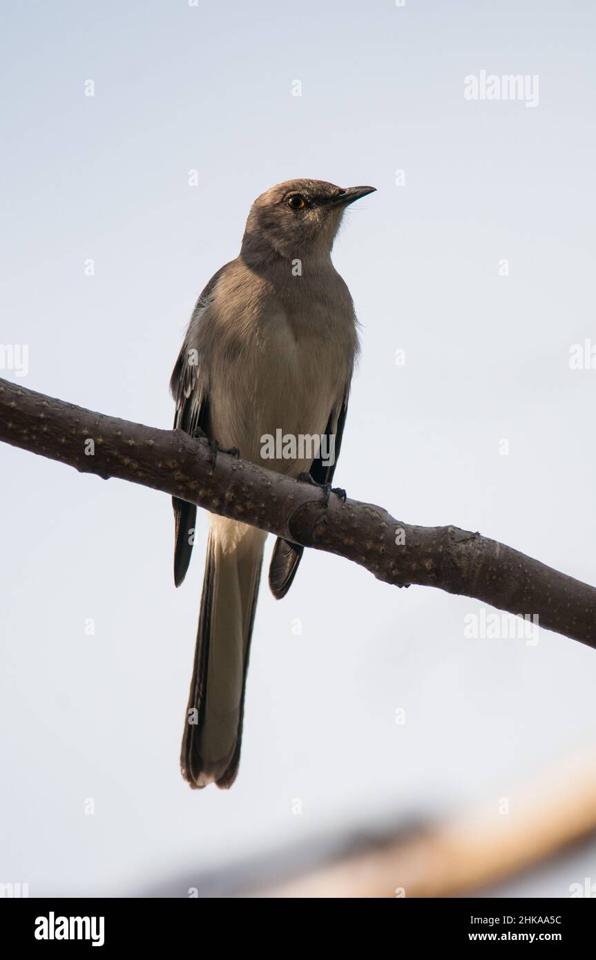 Northern Mockingbird perched on tree branch at a local park in New York ...
