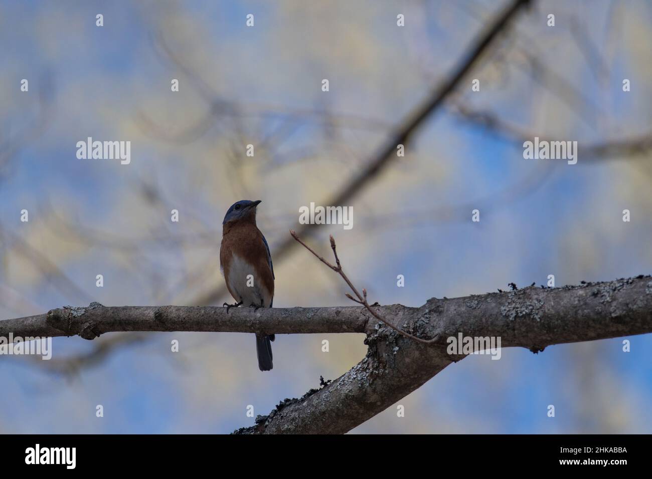 Eastern Bluebird on a tree branch at PA state park Stock Photo - Alamy