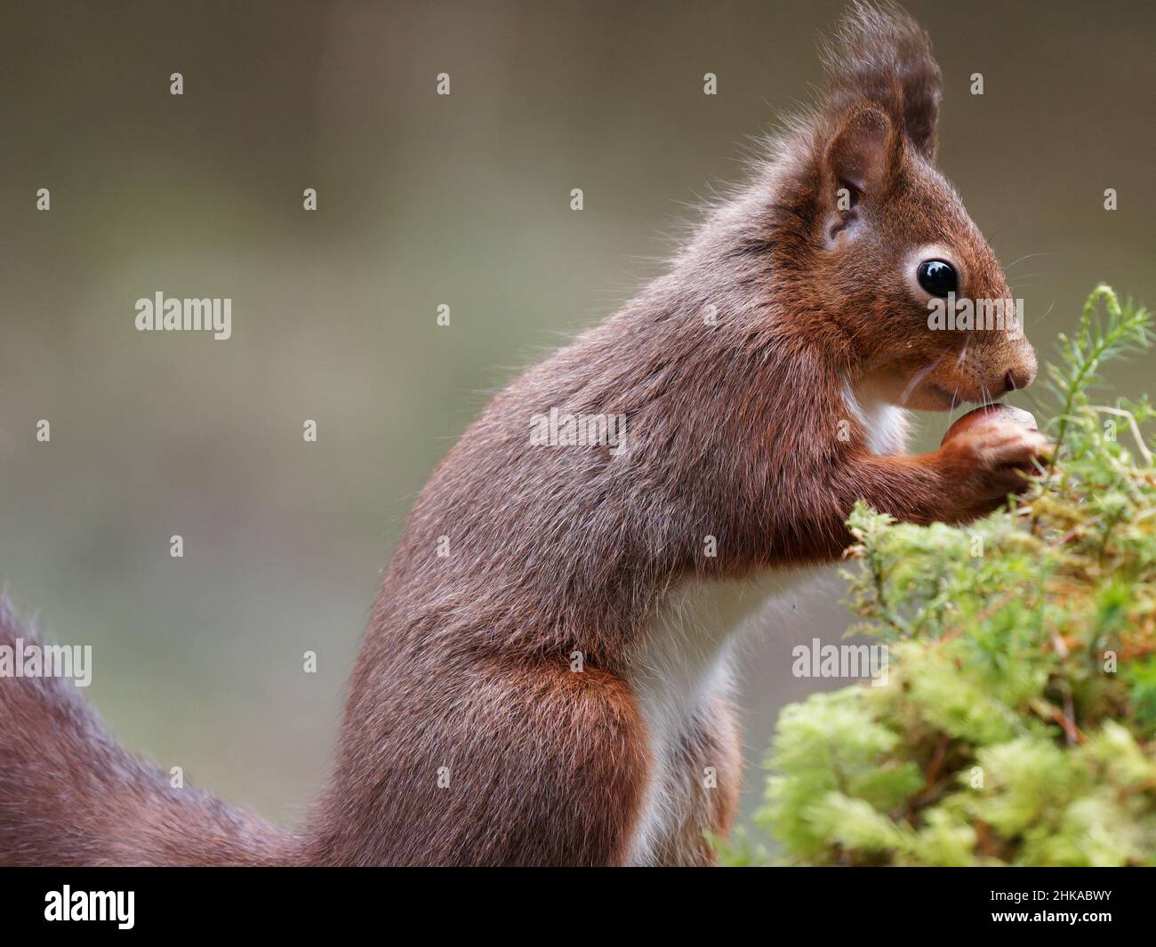 A Red Squirrel (Sciurus vulgaris) looking for hazel nuts in a pine ...