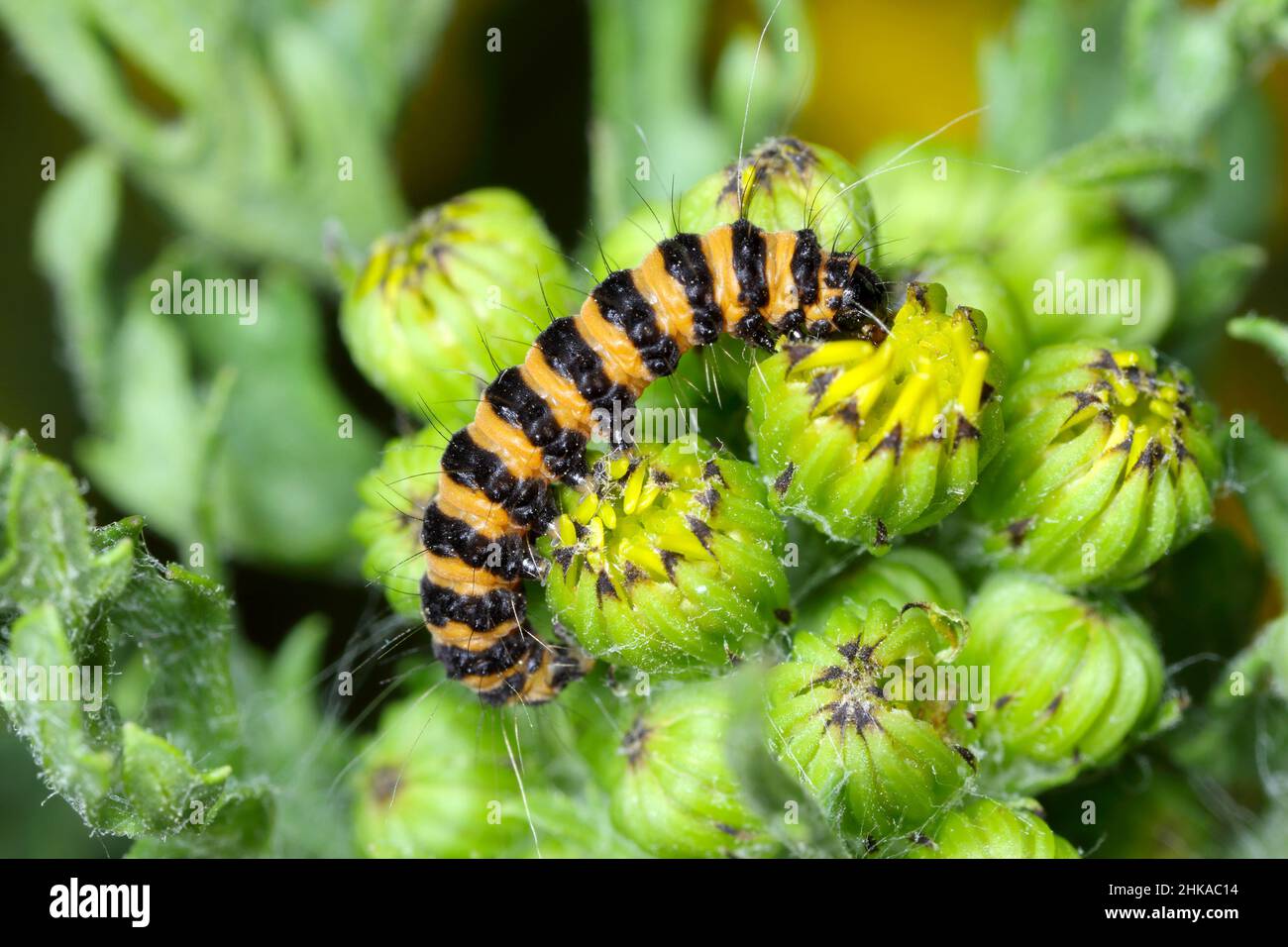 Caterpillars of the cinnabar moth (Tyria jacobaeae) is a brightly ...